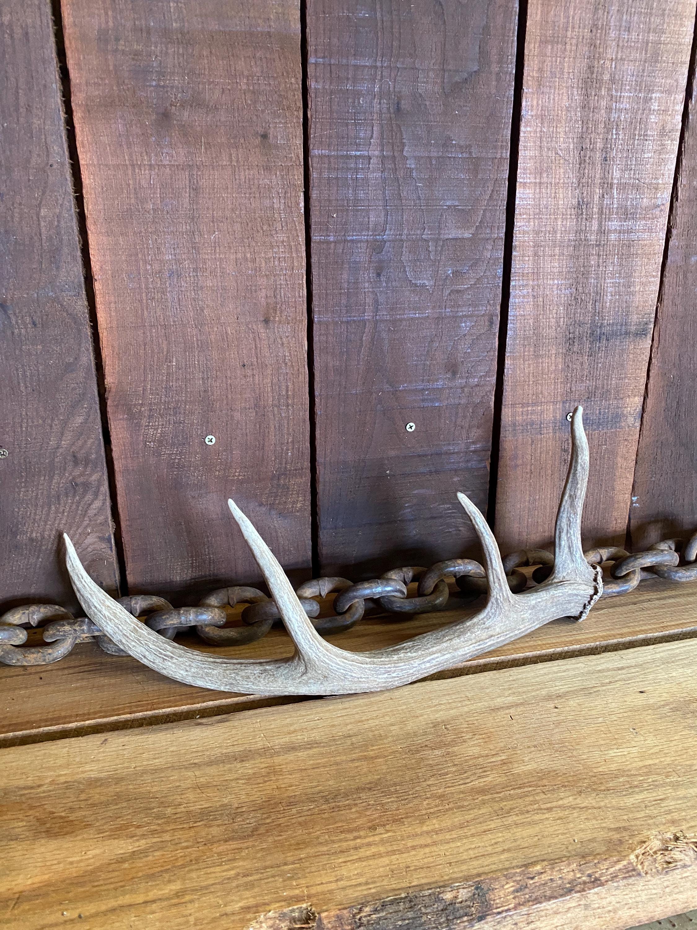 Little Gem Elk Shed ~antler ~ Rare Decor - Etsy