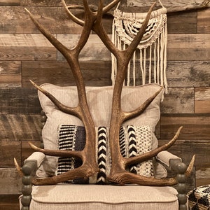 6x6 Set of Elk Sheds Antlers Decor - Etsy