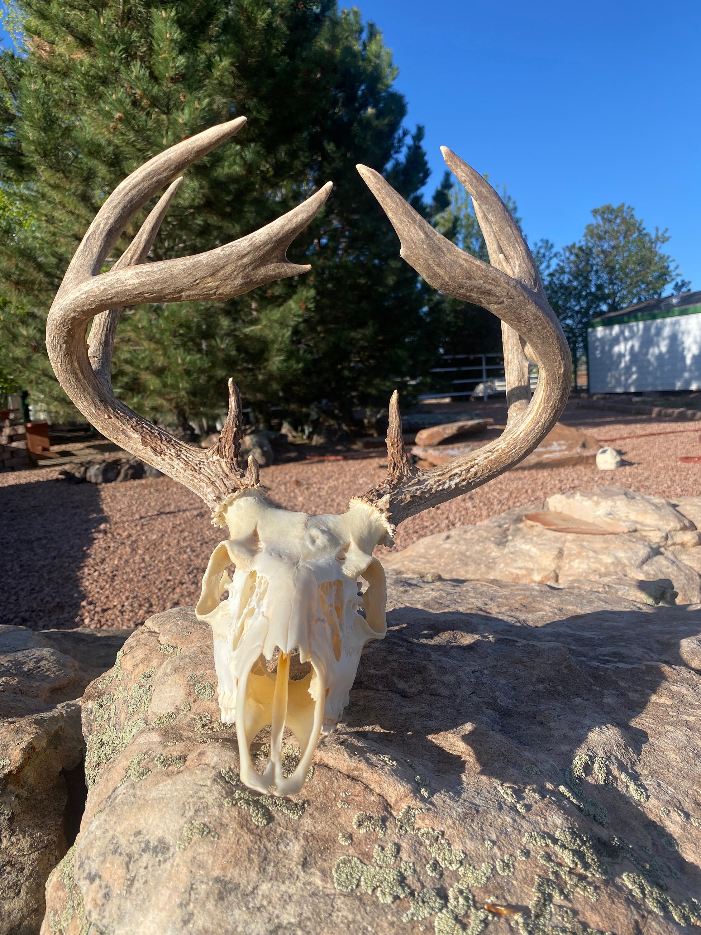 Trophy Class Coues Whitetail Deer Rack ~ Antlers ~ Decor - Etsy