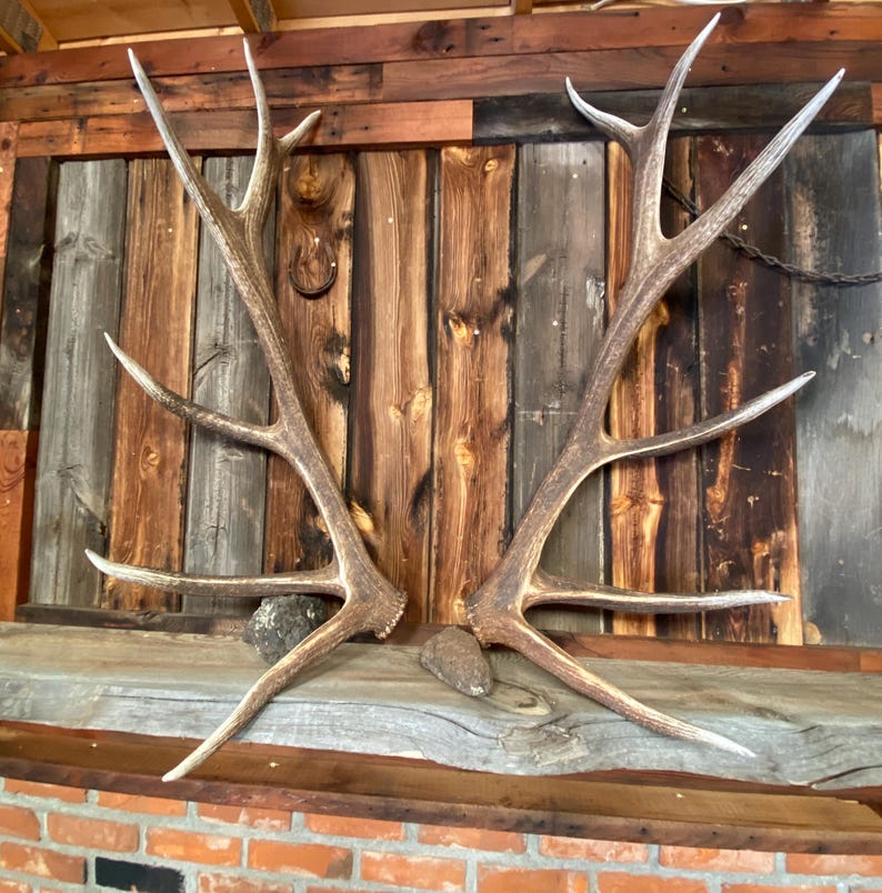 6x6 Set of Elk Sheds ~ Antlers - Etsy