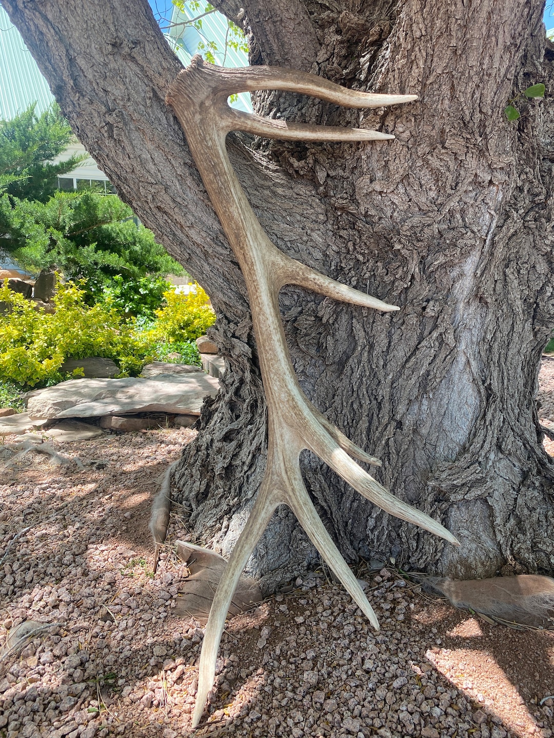 Large Massive Elk Shed ~ Antler - Etsy