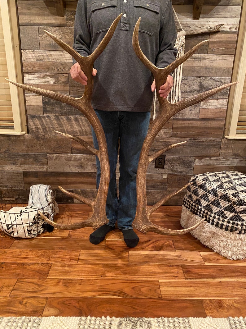 6x6 Set of Elk Sheds Antlers Decor - Etsy