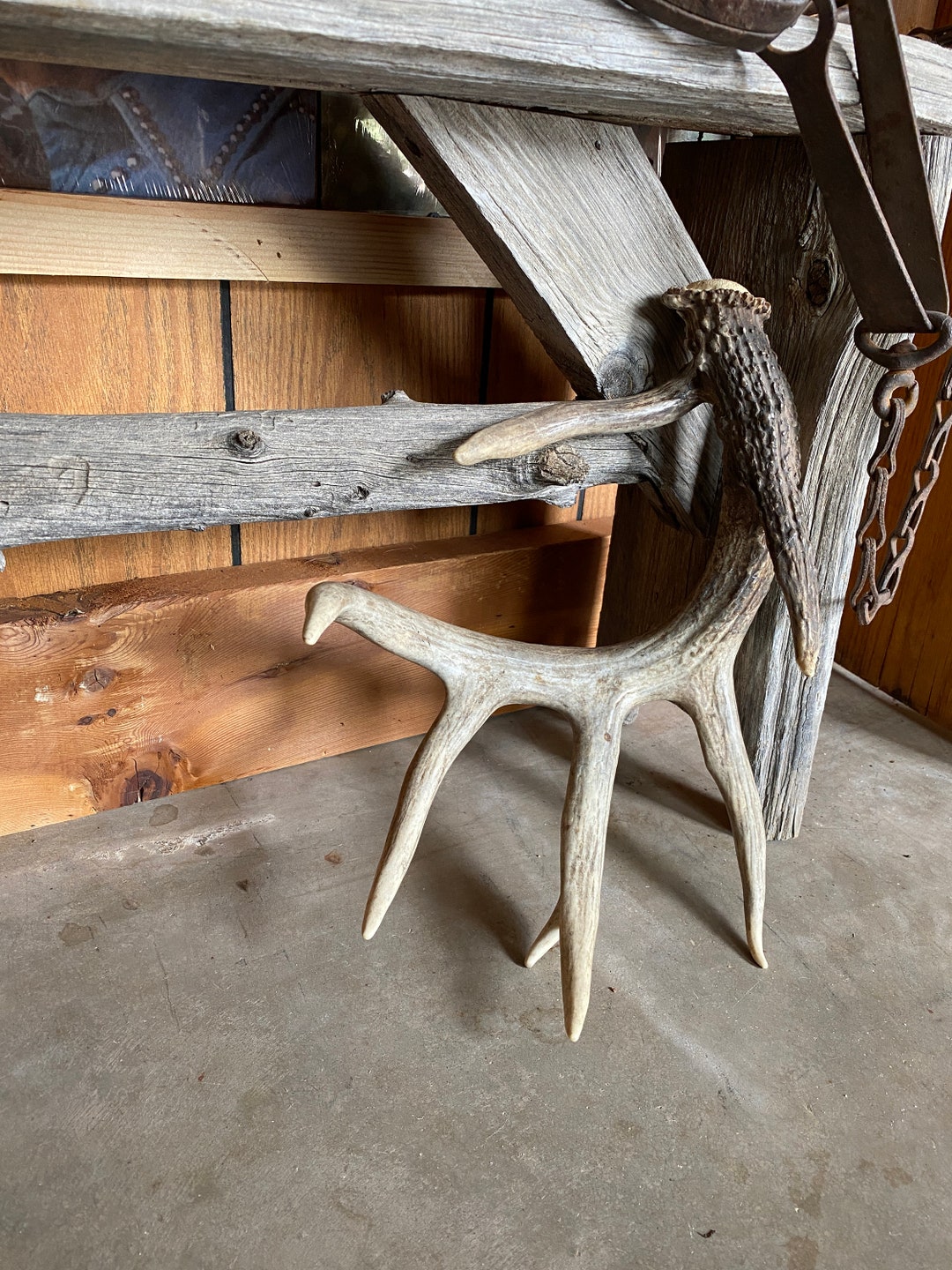 Large Whitetail Deer Shed ~ Antler - Etsy
