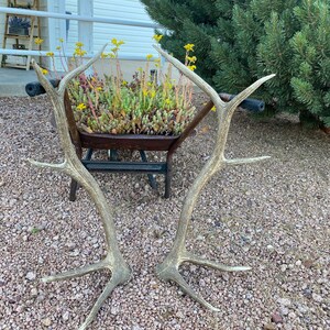 Cute Little 5x5 Set of Elk Sheds Antlers Craft Antler Decor - Etsy