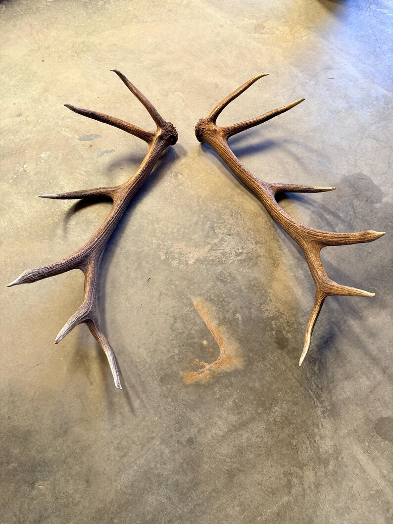 6x6 Set of Elk Sheds ~ Elk Antlers ~ Decor - Etsy