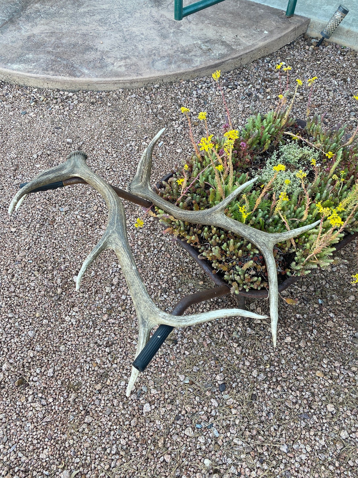 Cute Little 5x5 Set of Elk Sheds Antlers Craft Antler Decor - Etsy