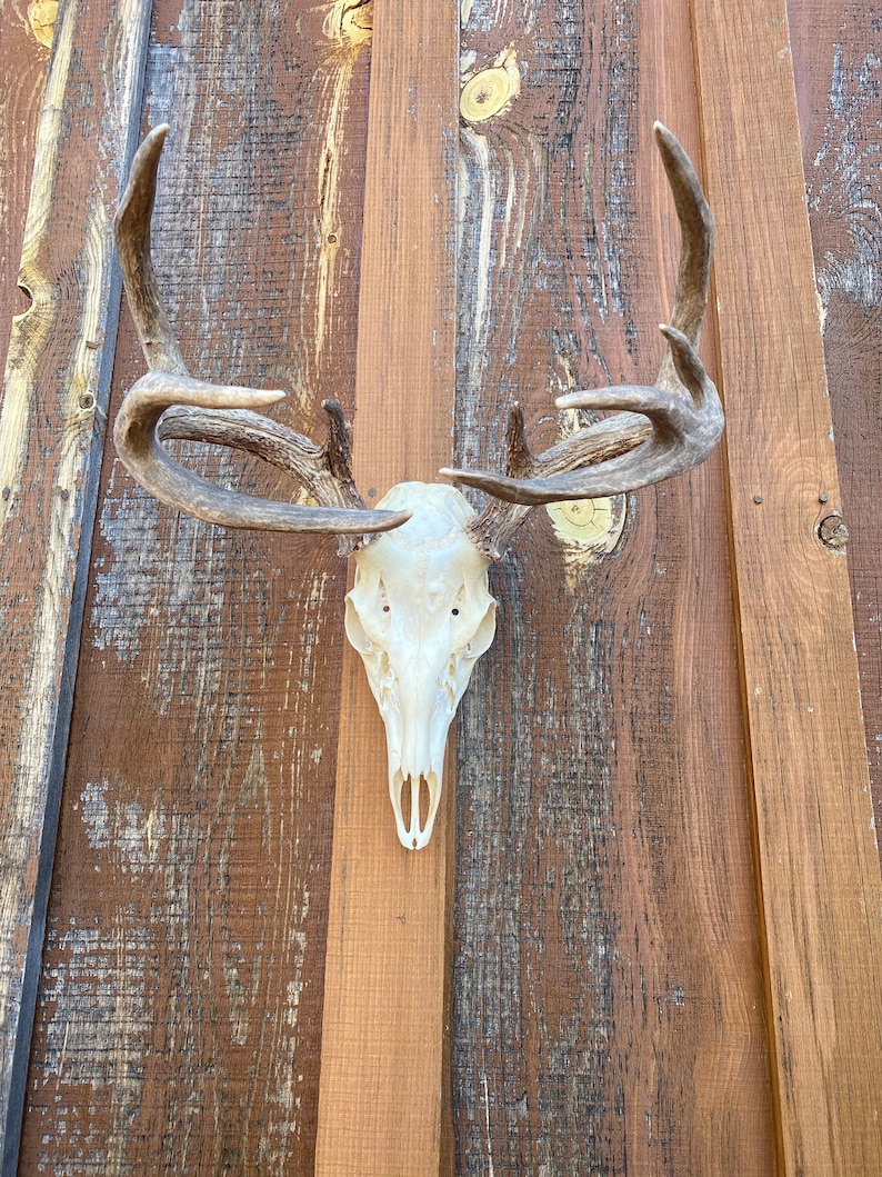 Trophy Class Coues Whitetail Deer Rack ~ Antlers ~ Decor - Etsy
