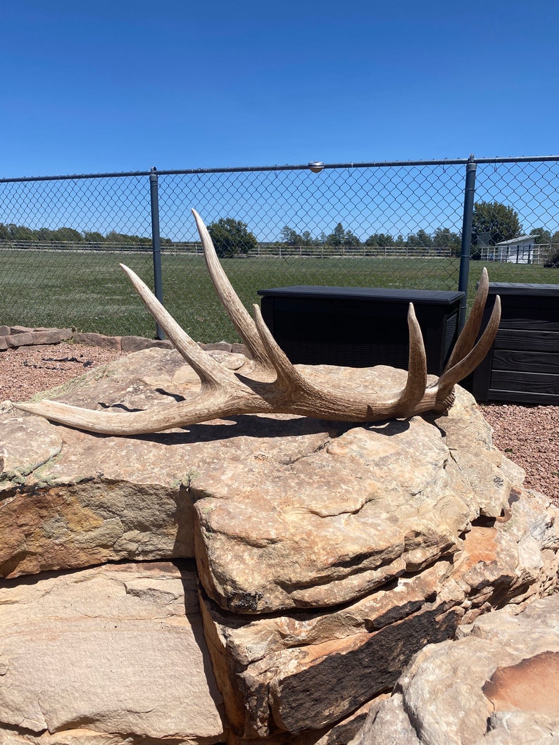 Large Massive Elk Shed ~ Antler - Etsy