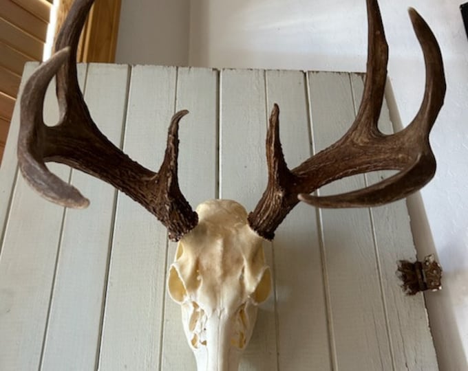 104” Coues Deer Skull ~ Antlers - Etsy