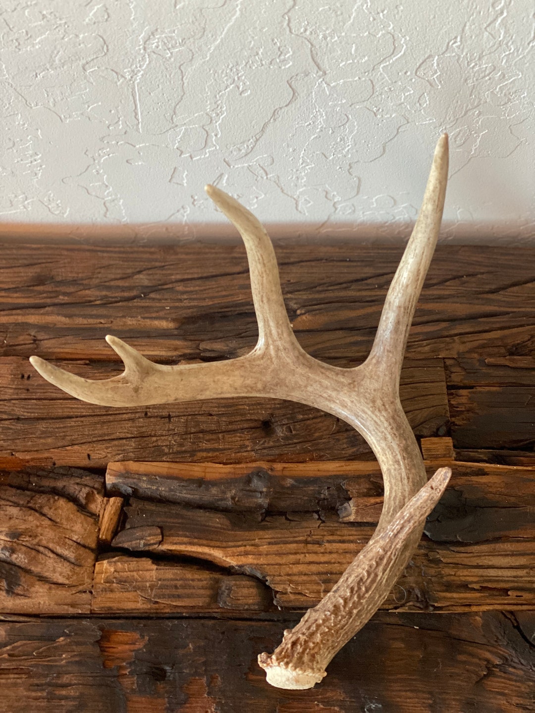 Whitetail Deer Antler Sheds Home Decor - Etsy