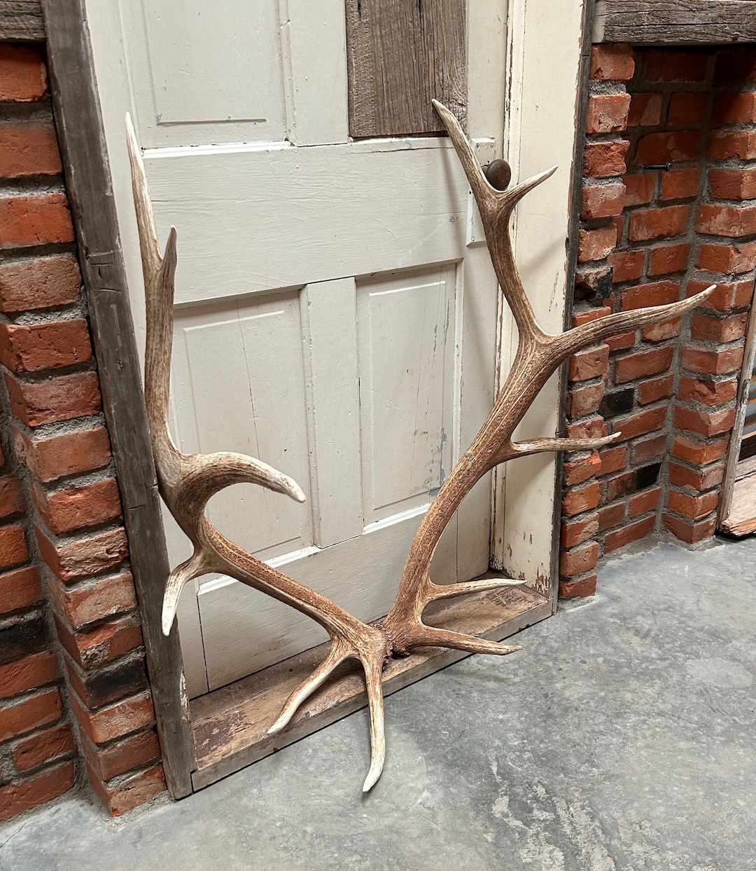 6x6 Set of Elk Sheds ~ Elk Antlers ~ Wedding Decor ~ Cabin Decor ~ Free ...