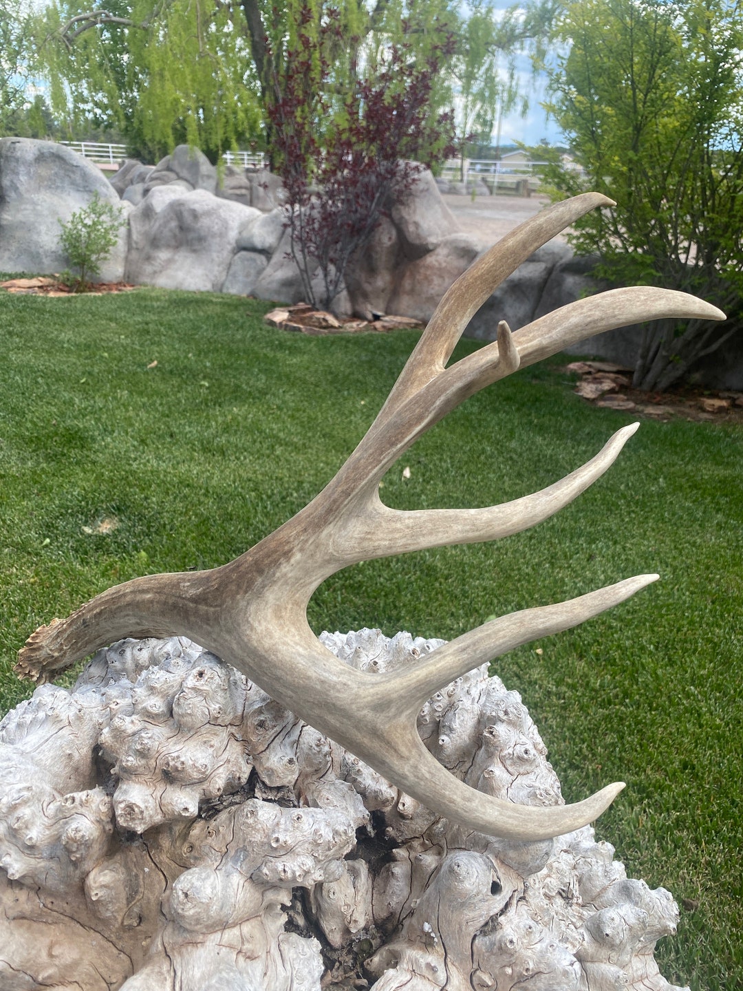 Cool Character Mule Deer Shed ~ Antler ~ Decor - Etsy