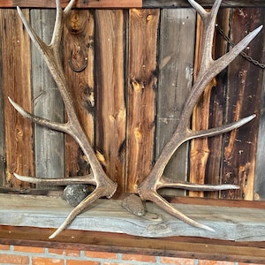 6x6 Set of Elk Sheds ~ Antlers - Etsy