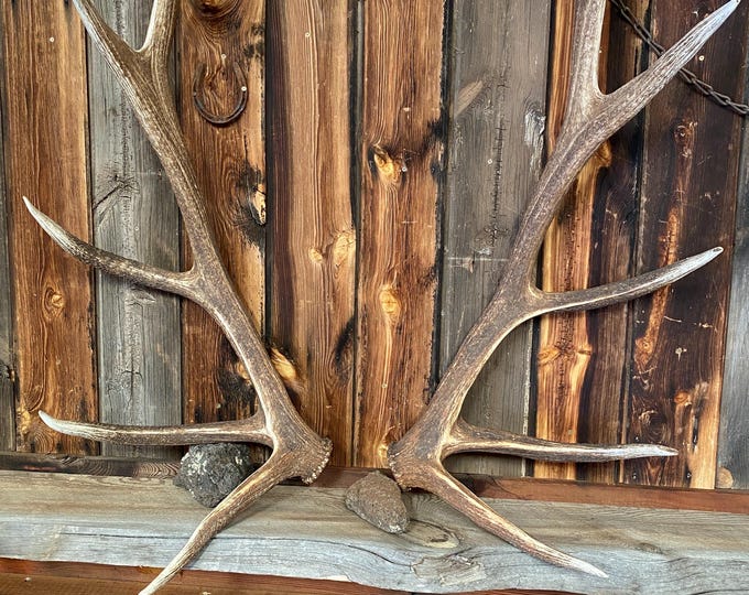 6x6 Set of Elk Sheds ~ Antlers - Etsy