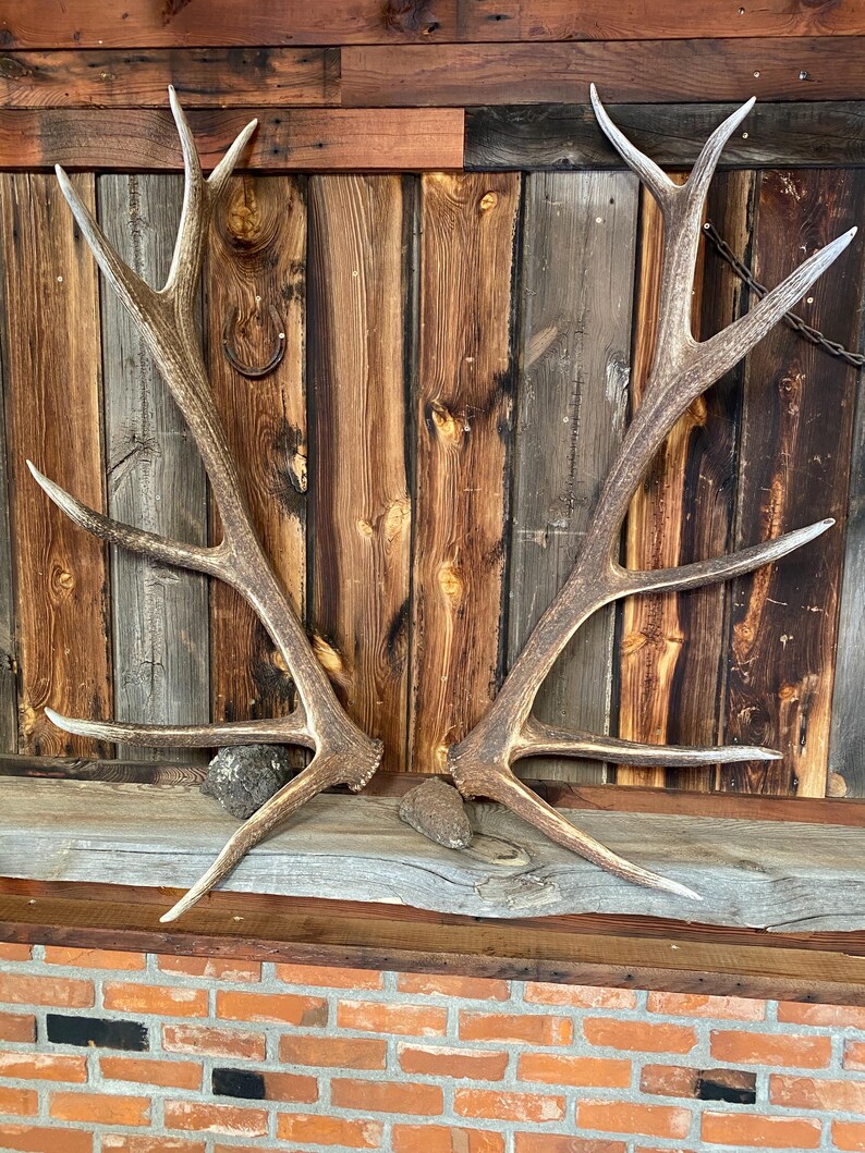 6x6 Set of Elk Sheds ~ Antlers - Etsy