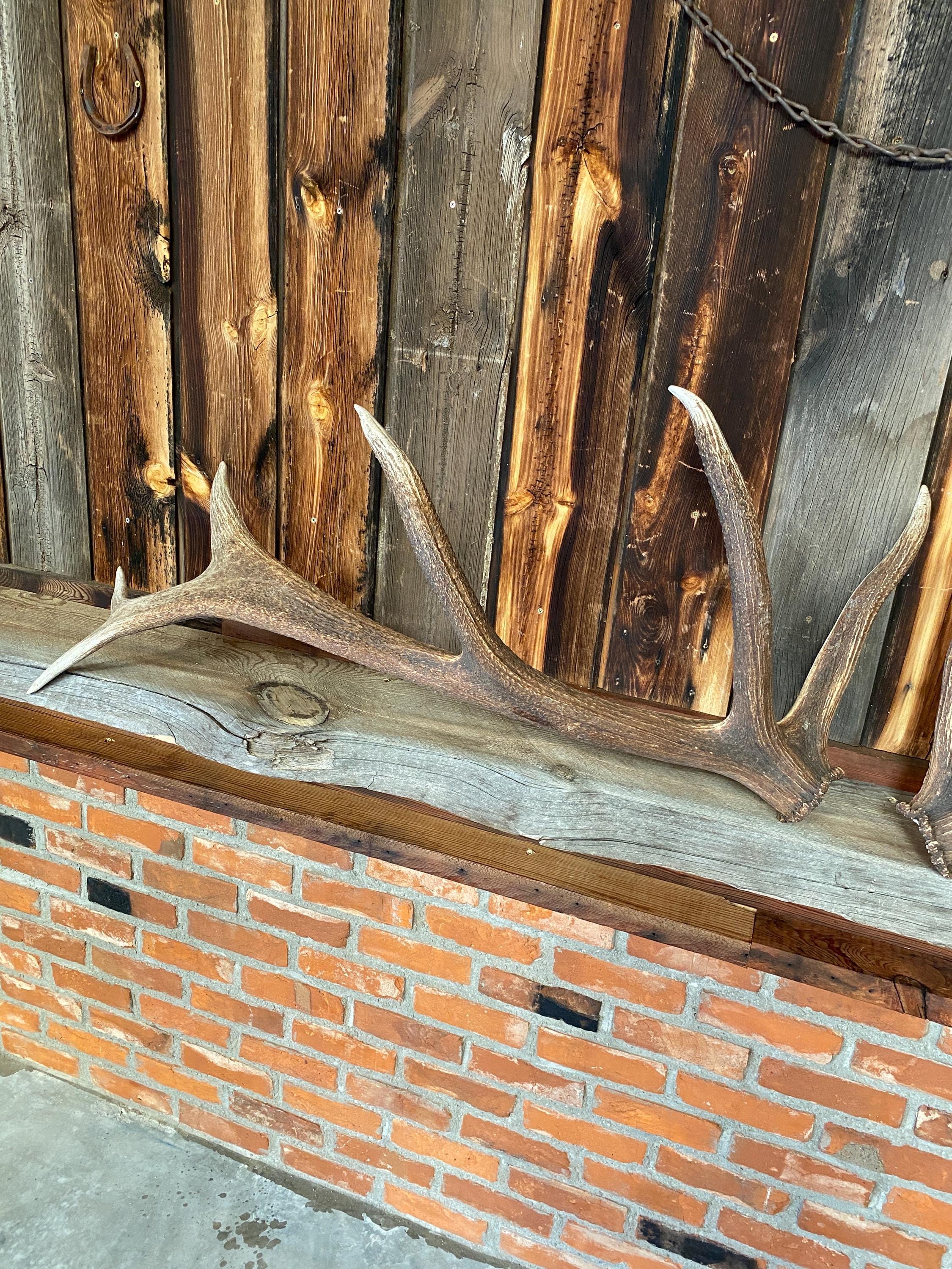 6x6 Set of Elk Sheds ~ Antlers - Etsy