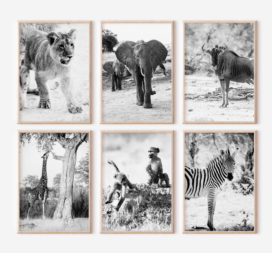 Hwange National Park Zimbabwe Prints Set of 6 | Black and White Photos ...