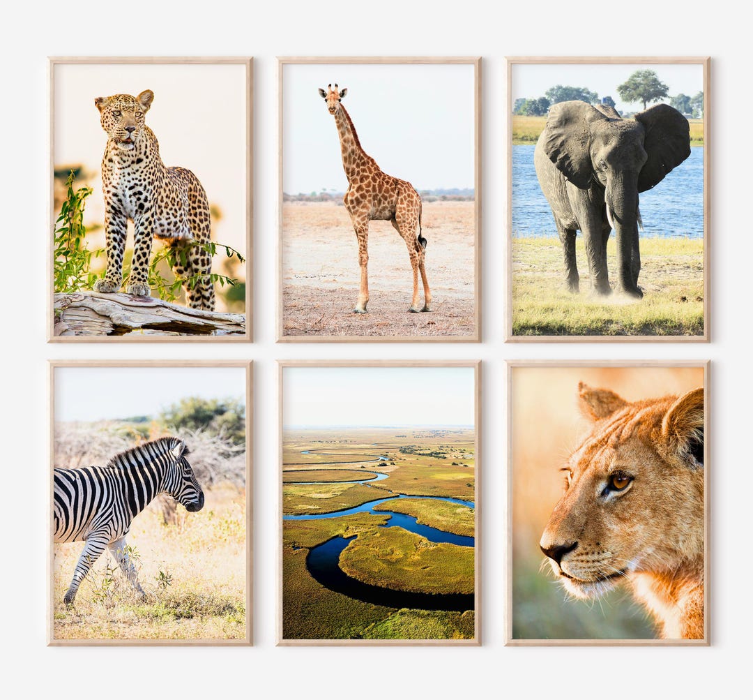 Botswana Colour Prints Set of 6 | Colour Photos Posters | Travel ...
