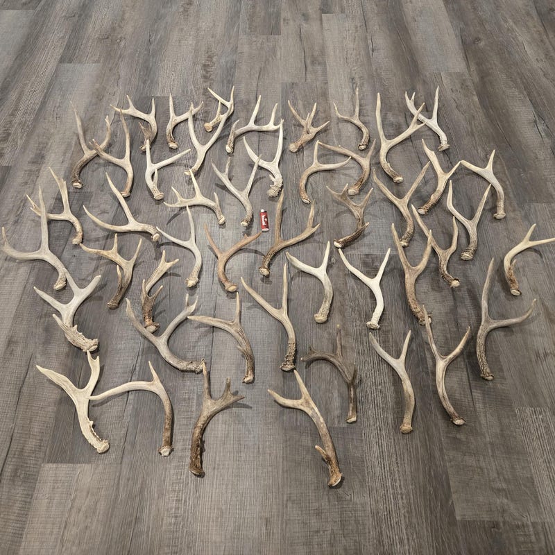 Whitetail Shed Antlers Dog - Etsy