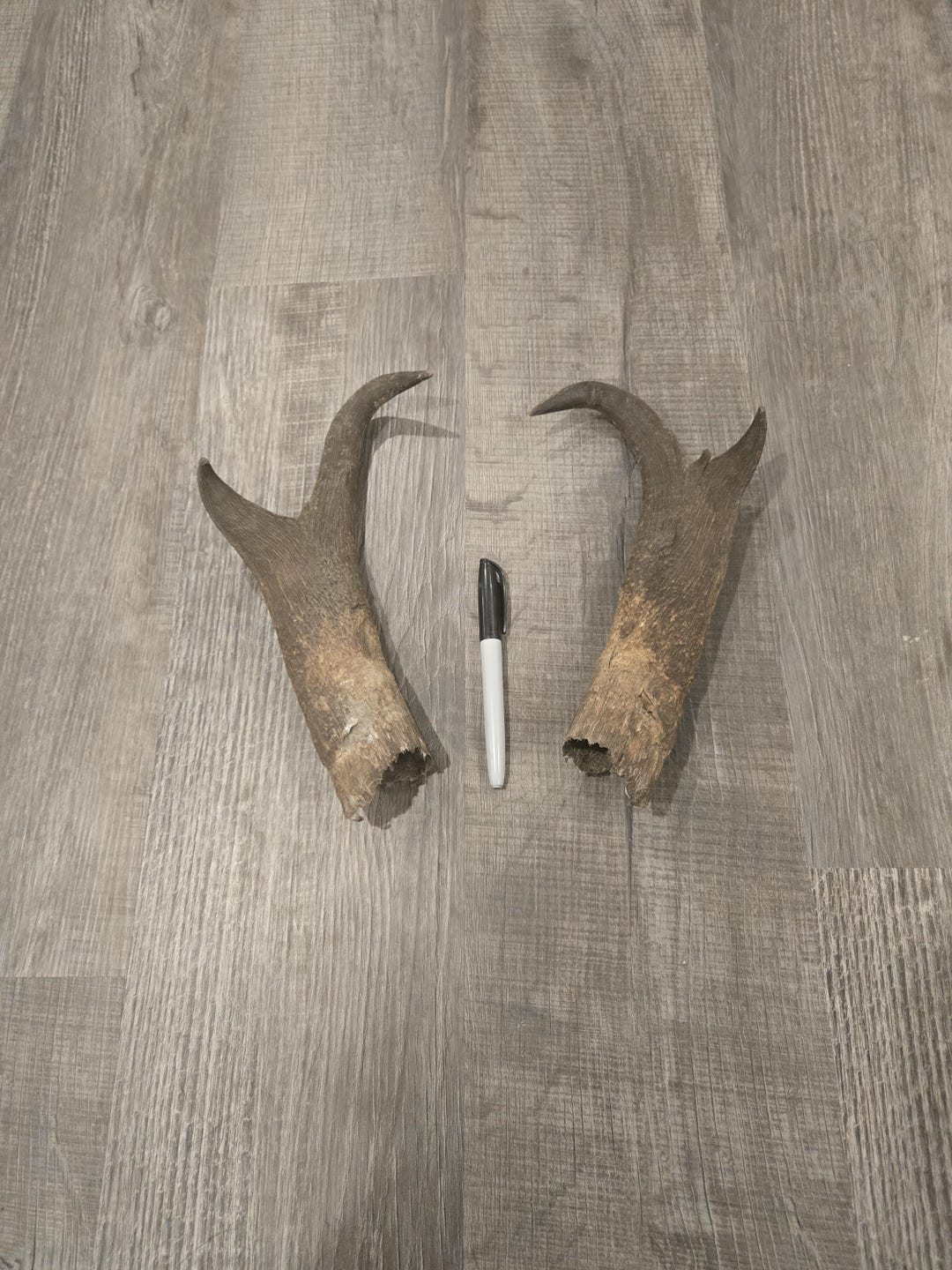 Nice Pronghorn Antelope Horn Set - Etsy