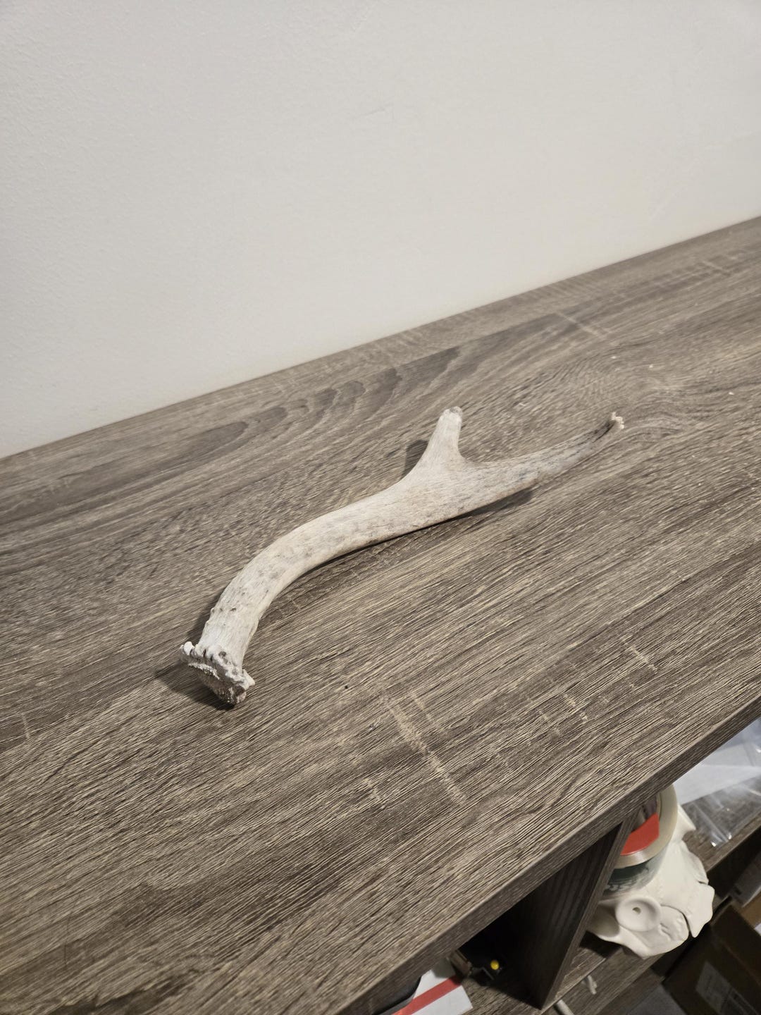 2 Point Mule Deer Shed Antler - Etsy