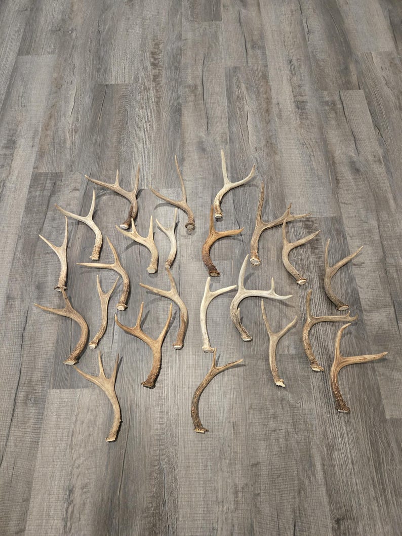 1 SMALL Shed or Cutoff Deer Antler for Crafting, Decor, Dog Chews, Etc ...