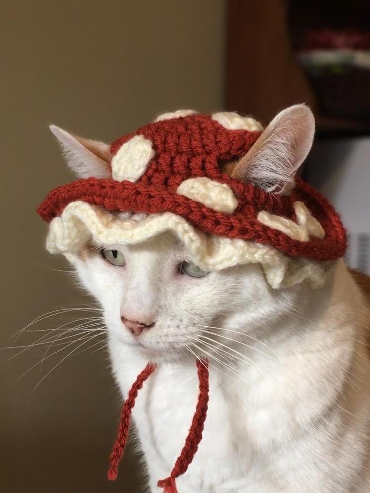 Crochet Pattern Bundle | Crochet Cat Hat Bundle Pattern, PDF Crochet ...
