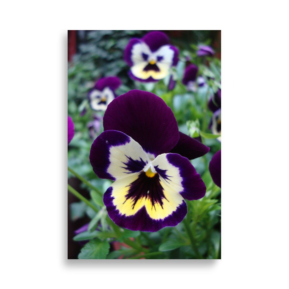 Purple Flower Photo Poster - Etsy
