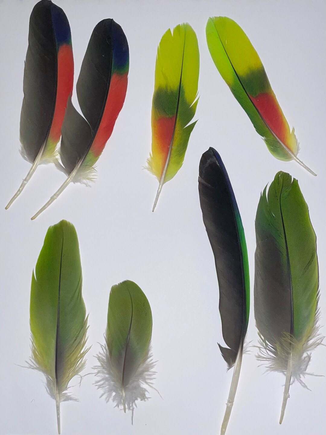 ENDANGERED YELLOW NAPED Amazon Feathers - Etsy