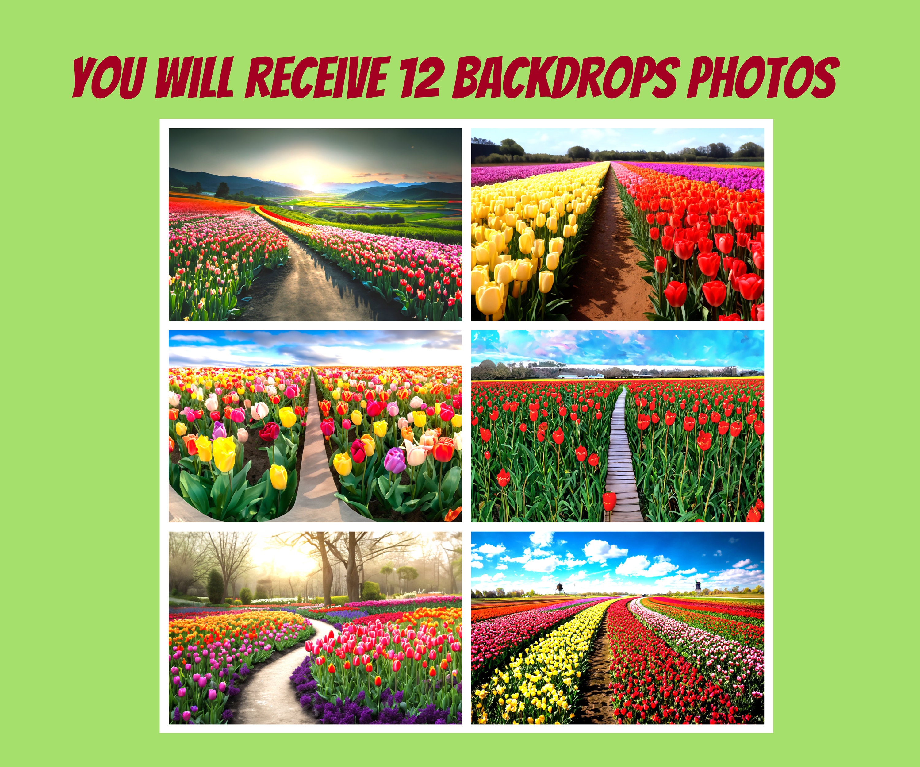 12 Backdrop Photos Tulip Flower Garden Landscape Field With A Path ...