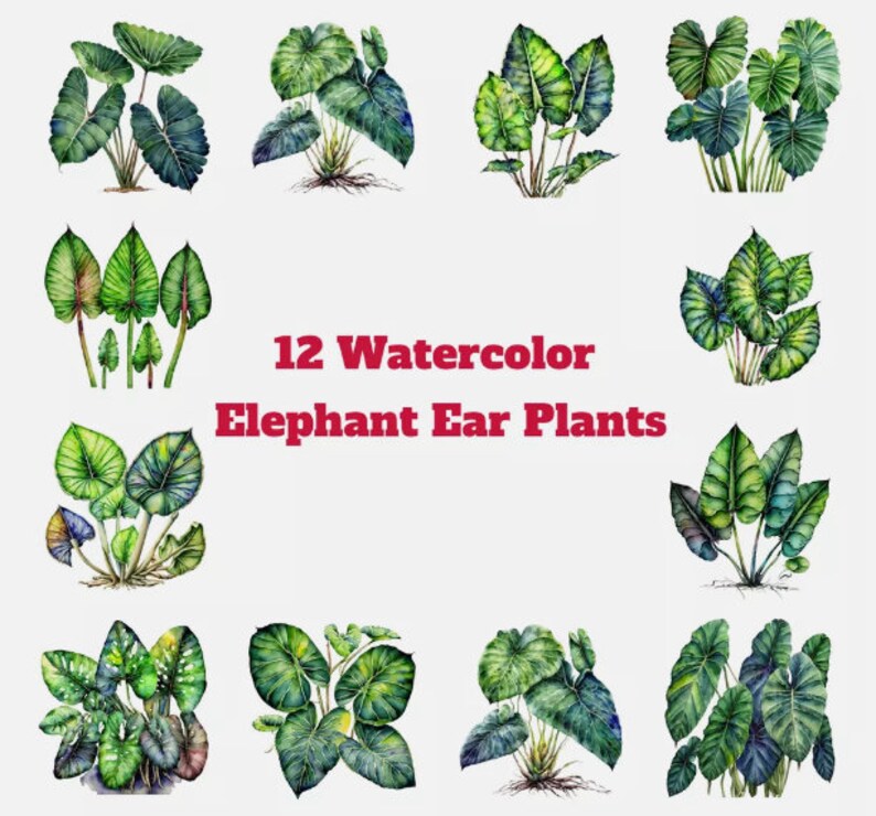 Tropical Leaves Plants 108 Files, Monstera Palm Eucalyptus Bamboo ...