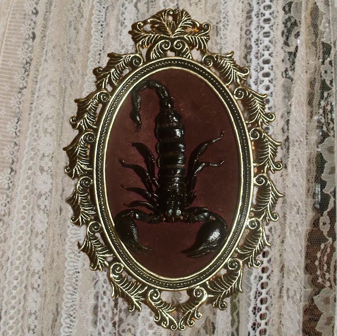 Taxidermy Scorpion on Vintage Frame - Etsy