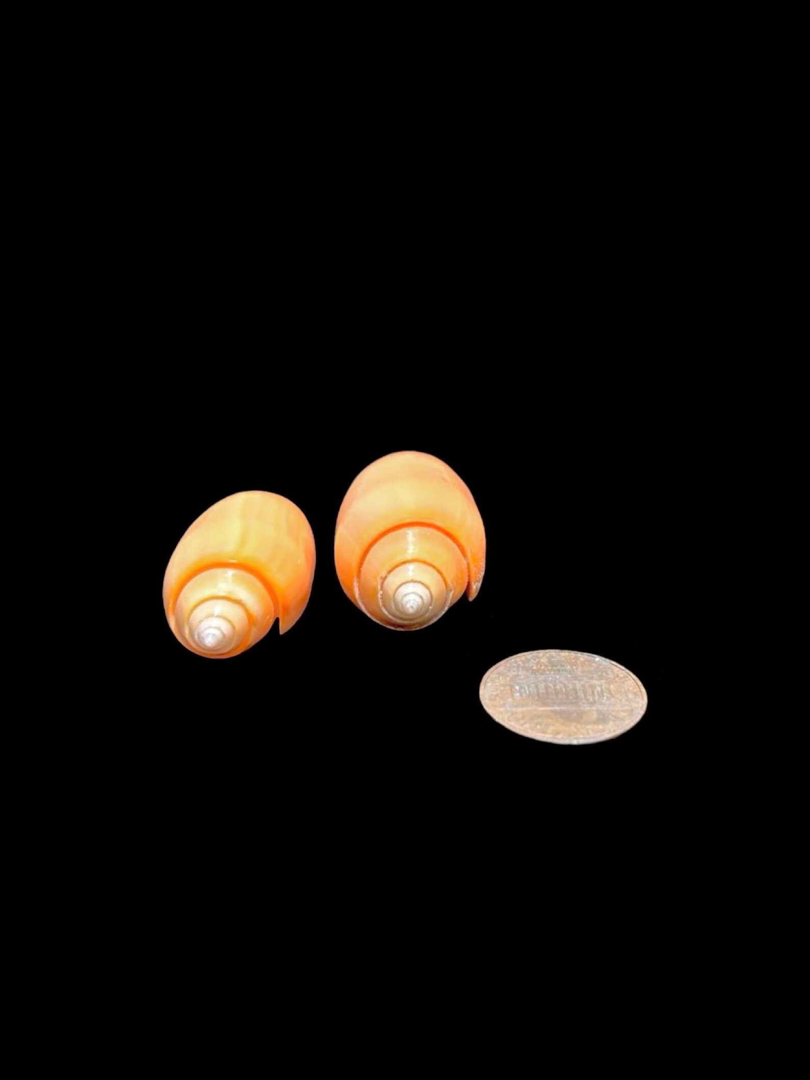 TWO OLIVA ANNULATA Carnicolor Seashells, From the Philippines - Etsy