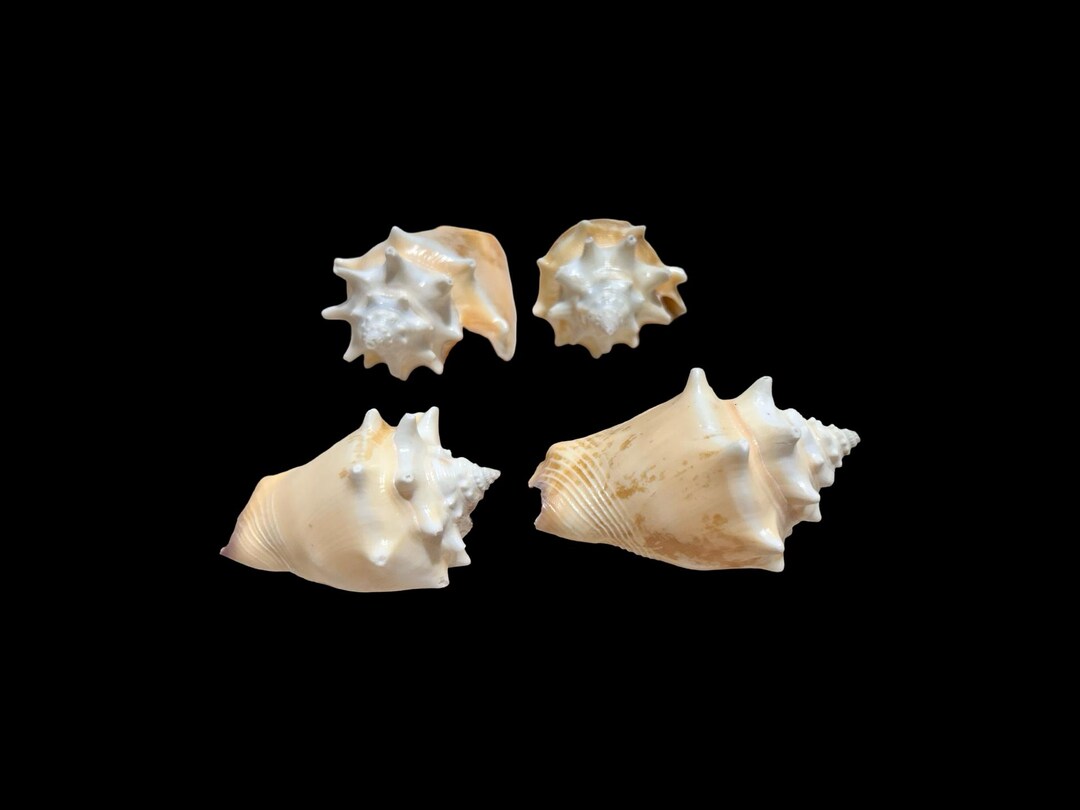 4 FIGHTING CONCH SHELL Small Shell, Small Conch Shell - Etsy