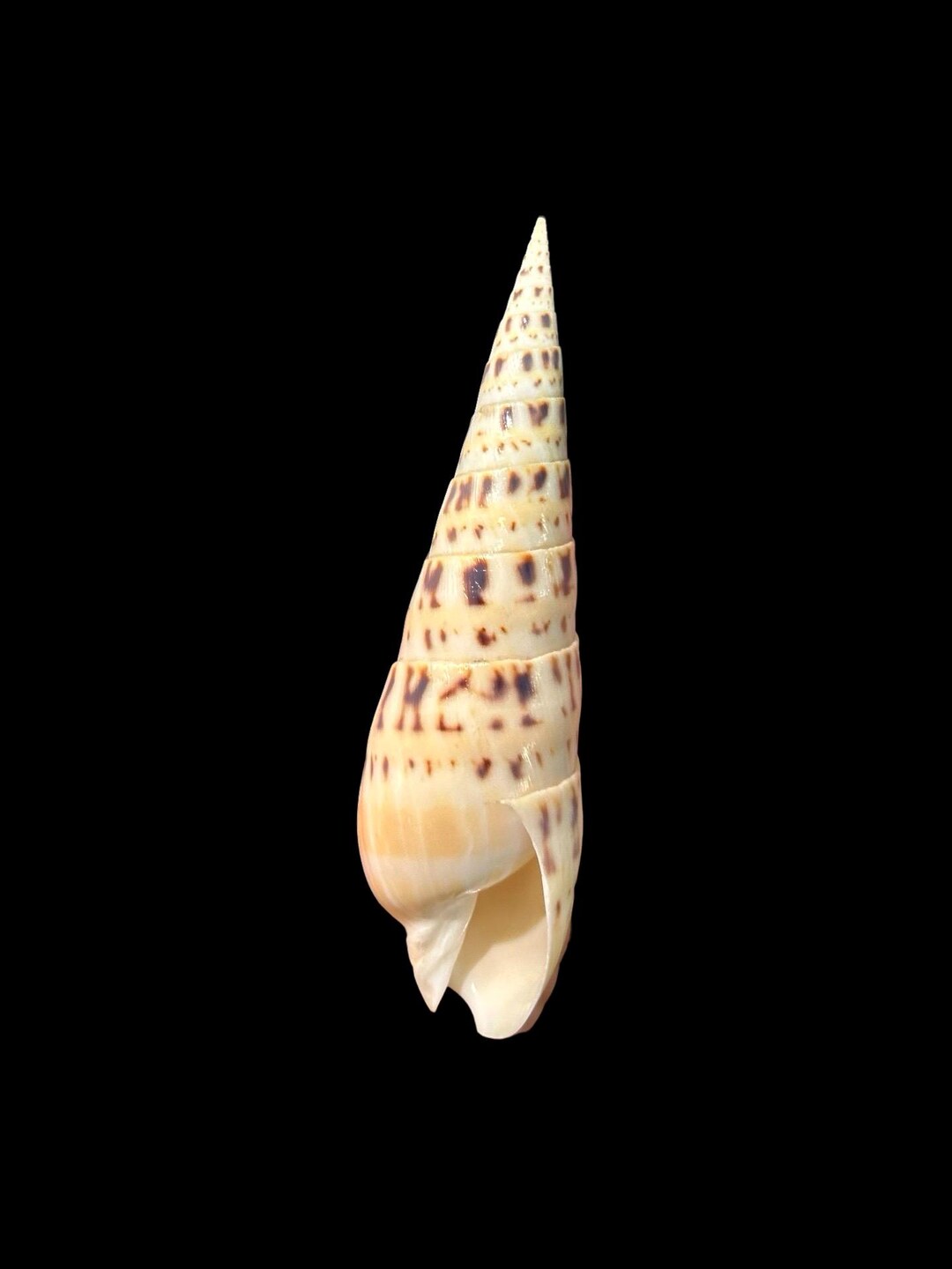 OXYMERIS MACULATA SHELL - Very Large, Long Seashell From the ...