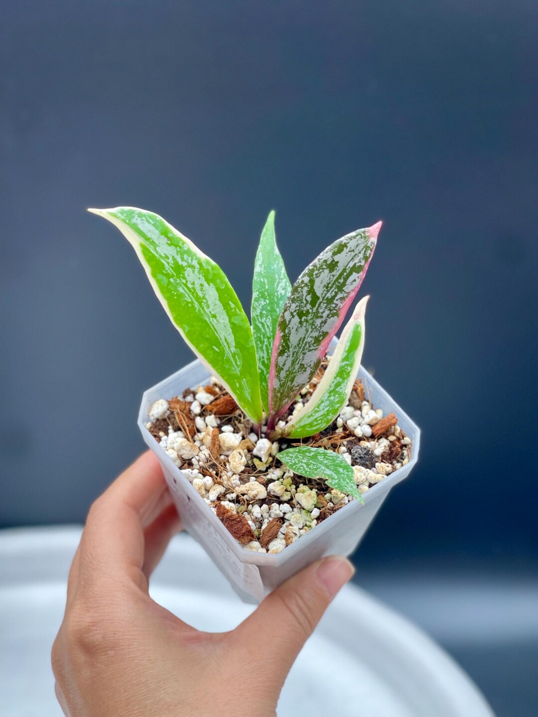 Rare Hoya Pubicalyx Pink Silver Albomarginata Splash,915 - Etsy