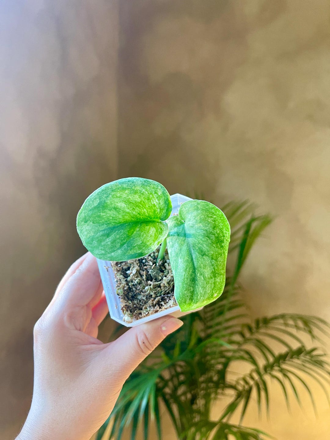 Scindapsus Diamond Salaka, Exact Plant - Etsy