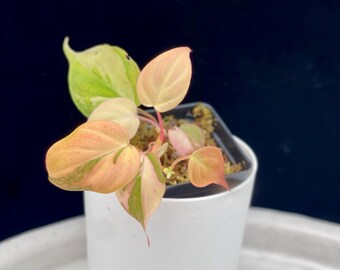 Rare Philodendron Pink Variegated Micans | Aurea Micans in 4'' Pot ...