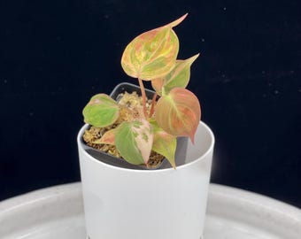 Philodendron Variegated Pink Aurea Micans | Well-rooted With New Growth ...