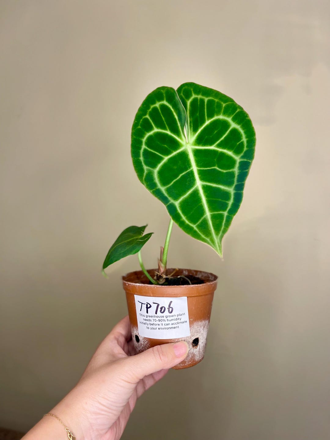 Anthurium Clarinervium, TP706 - Etsy