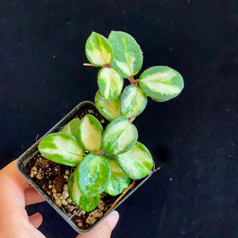 Hoya Mathilde - Etsy