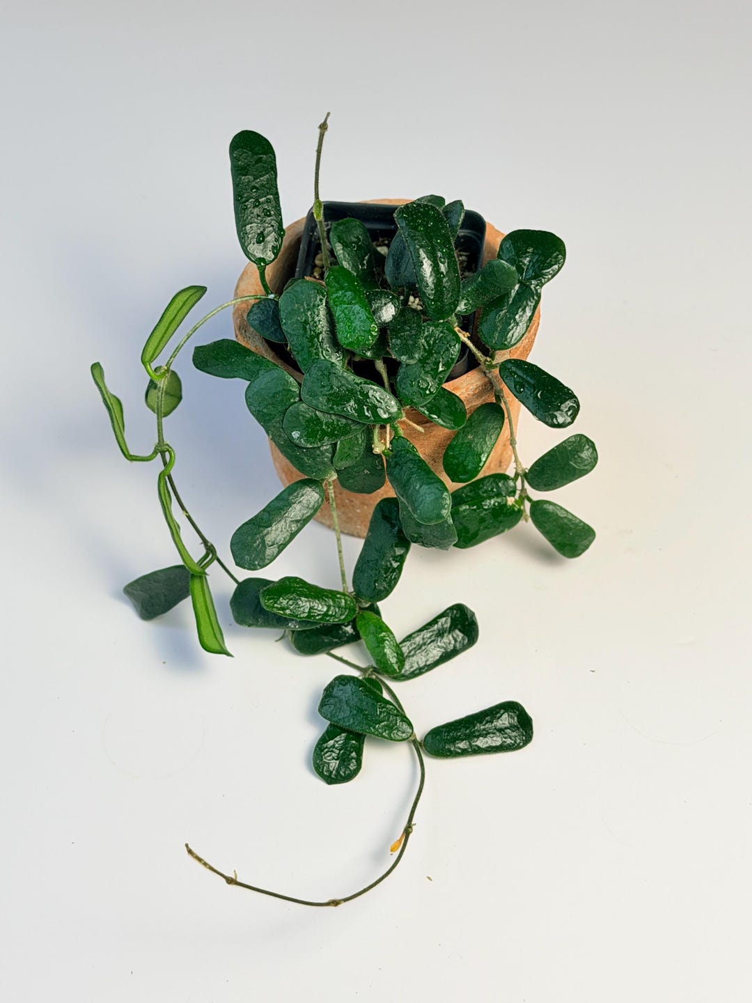 Hoya Rotundiflora,square Leaf, Exact Plant 2033 - Etsy