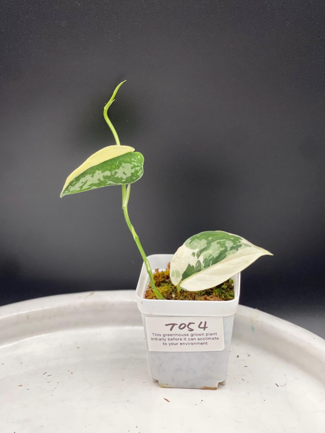 Scindapsus Mayari Variegated - Etsy