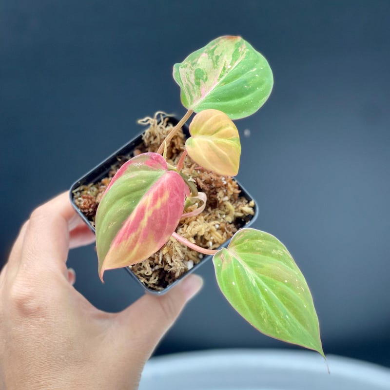 Philodendron Pink - Etsy