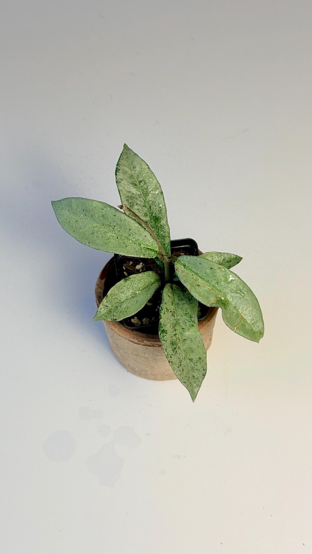 Hoya Carnosa Nova Ghost , Exact Plant - Etsy
