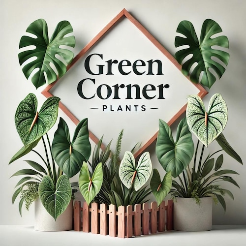 GreenCornerPlants - Etsy