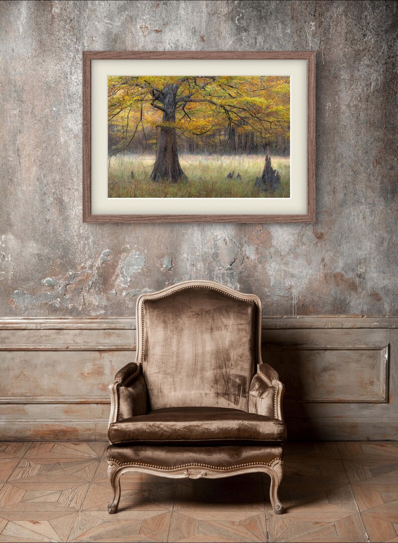 Southern Rustic Nature Wall Art Print / Cypress Tree / Autumn / Fall ...
