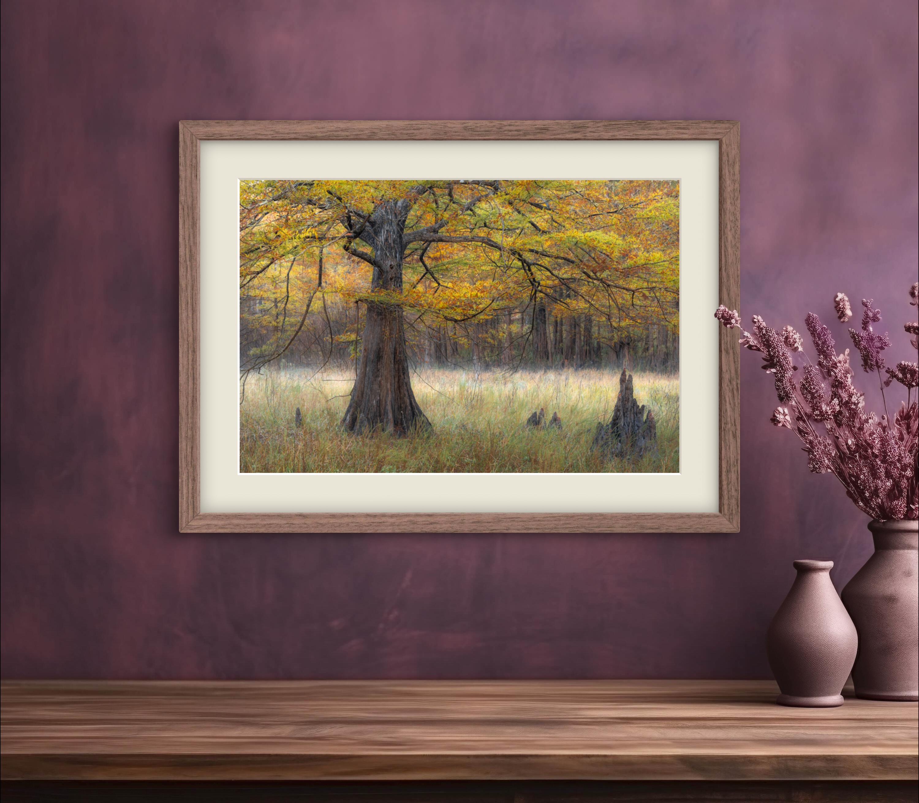 Southern Rustic Nature Wall Art Print / Cypress Tree / Autumn / Fall ...