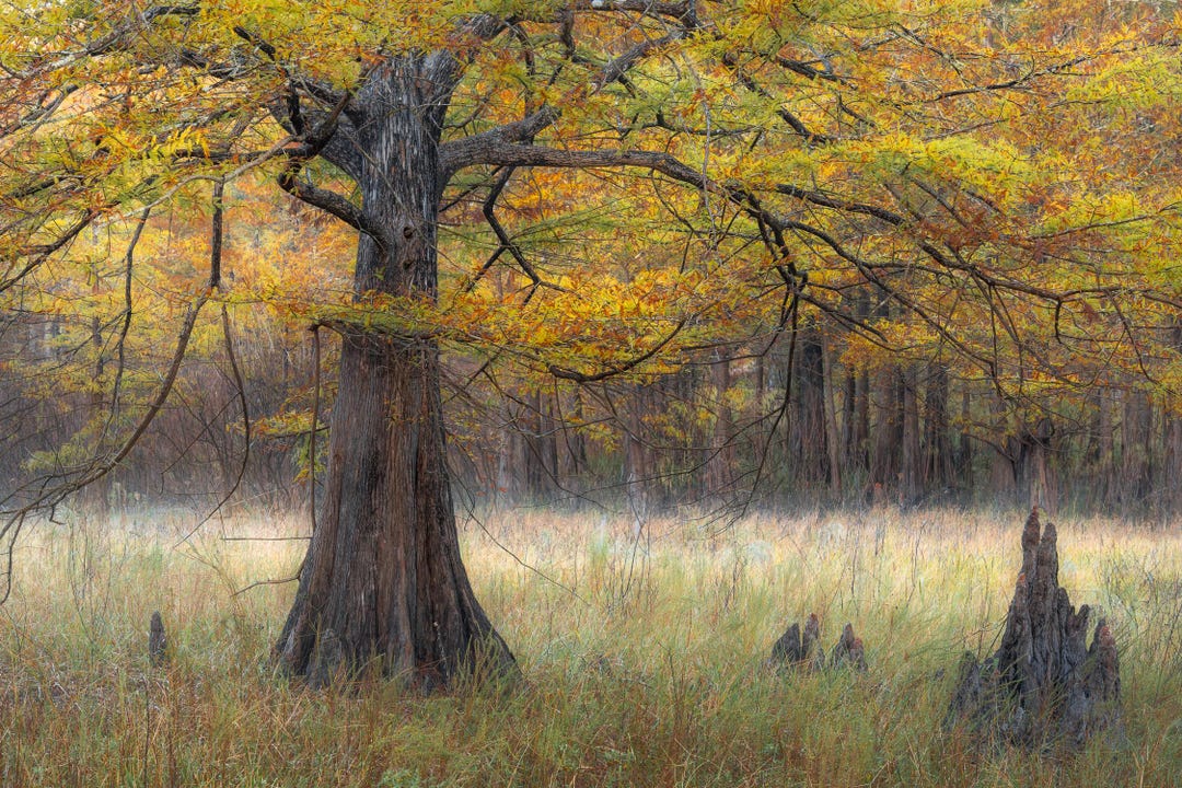Southern Rustic Nature Wall Art Print / Cypress Tree / Autumn / Fall ...