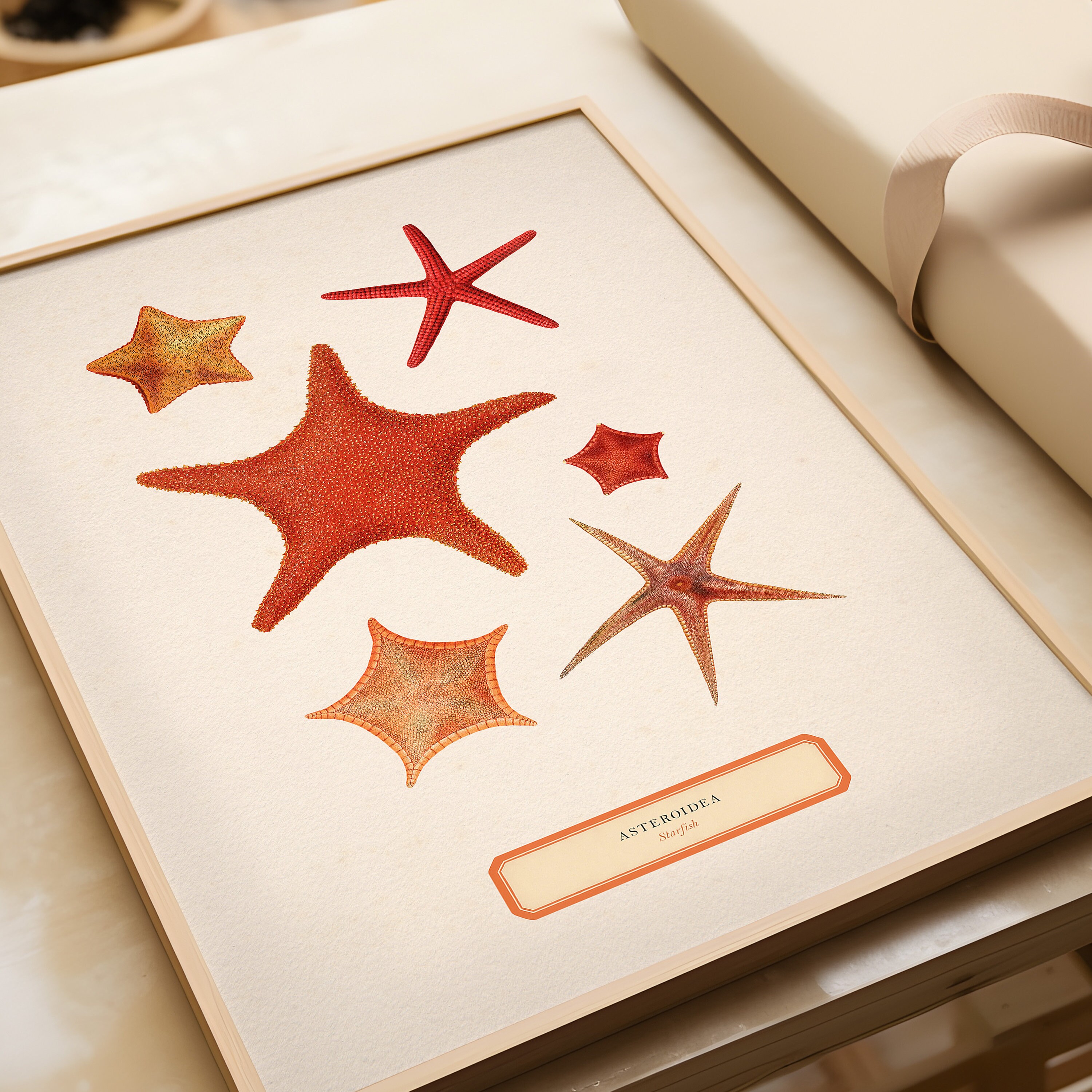 Starfish Illustration Poster, Antique Starfish Art Print, Vintage ...